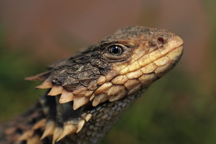 Dragons Are Real And They Live In South Africa – Mystical Raven