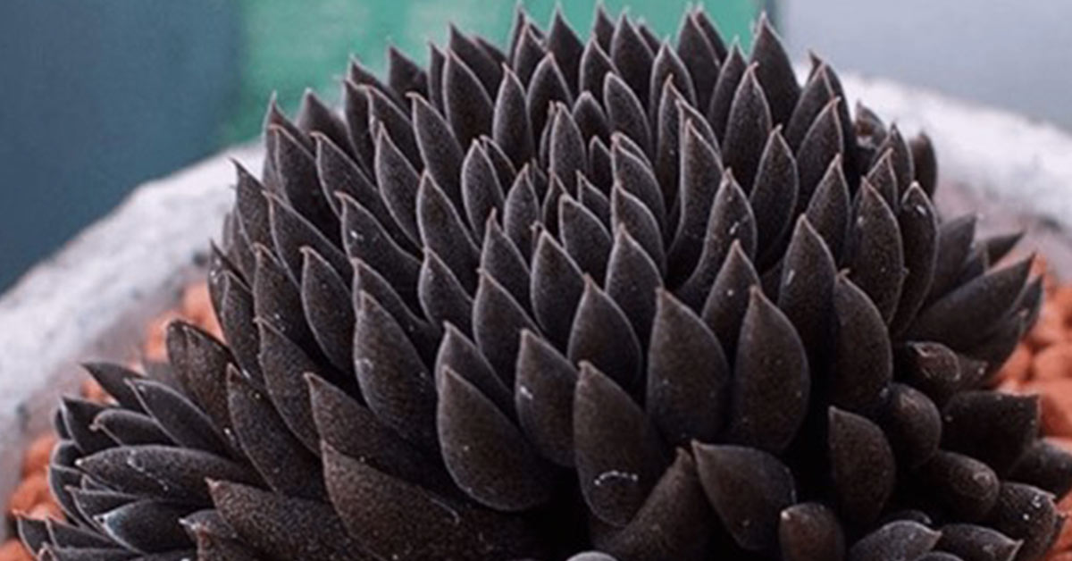 You Can Get Black Succulents And I Think I'm In Love : Mystical Raven