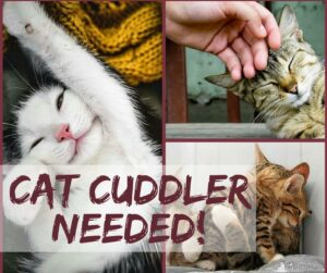 Cat Cuddler: The Ultimate Dream Job For Cat Lovers : Mystical Raven