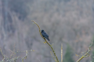 15+ Scary Signs an Evil Presence Is Near : Mystical Raven